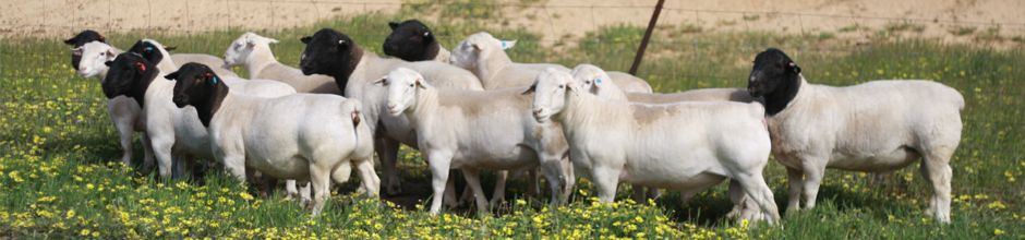 CRIADERO OVEJA DORPER ESPAÑA: CRIADERO OVEJA DORPER ESPAÑA